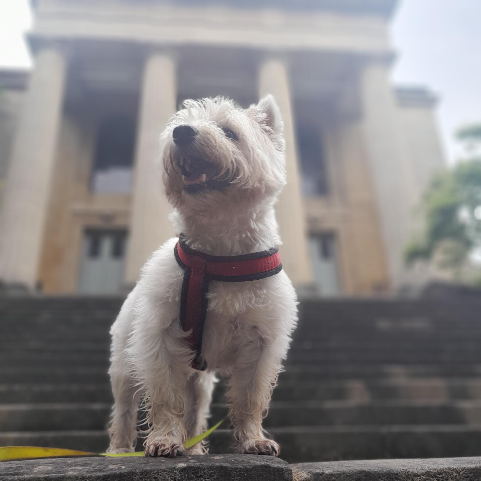 Woofers B&B - Bristol, GB-ENG - Nextdoor