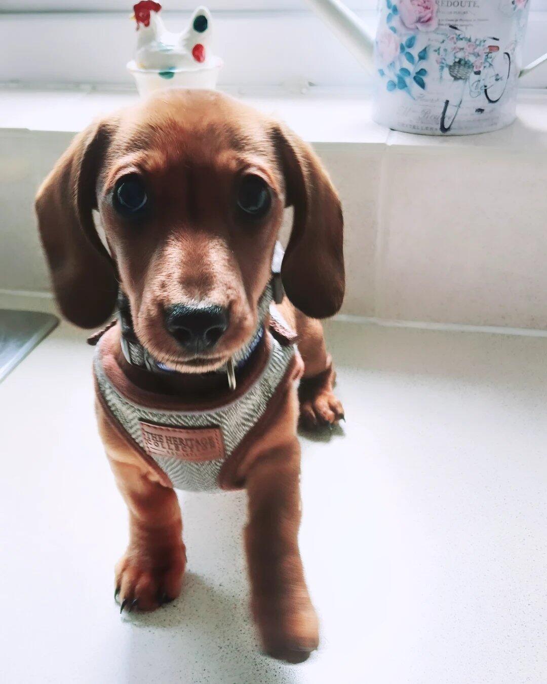 Kate's Pet Care. - Frome, GB-ENG - Nextdoor