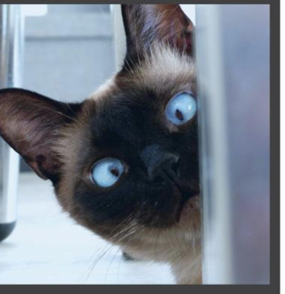 Earswick Cattery - York - Nextdoor