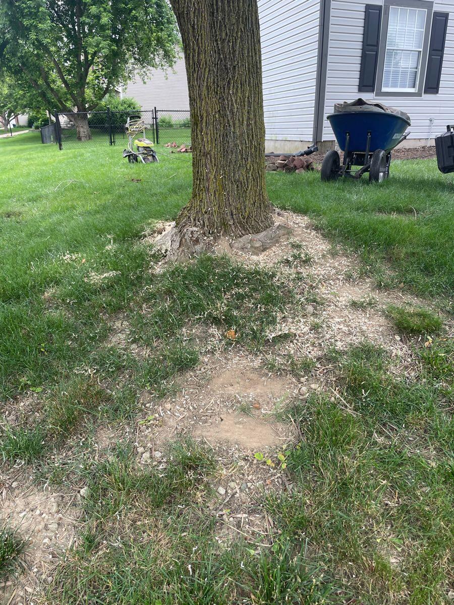 Martinez tree service & landscaping Llc - Indianapolis, IN - Nextdoor