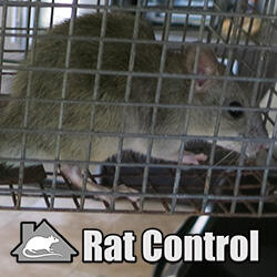 Rat Control Atlanta - Nextdoor