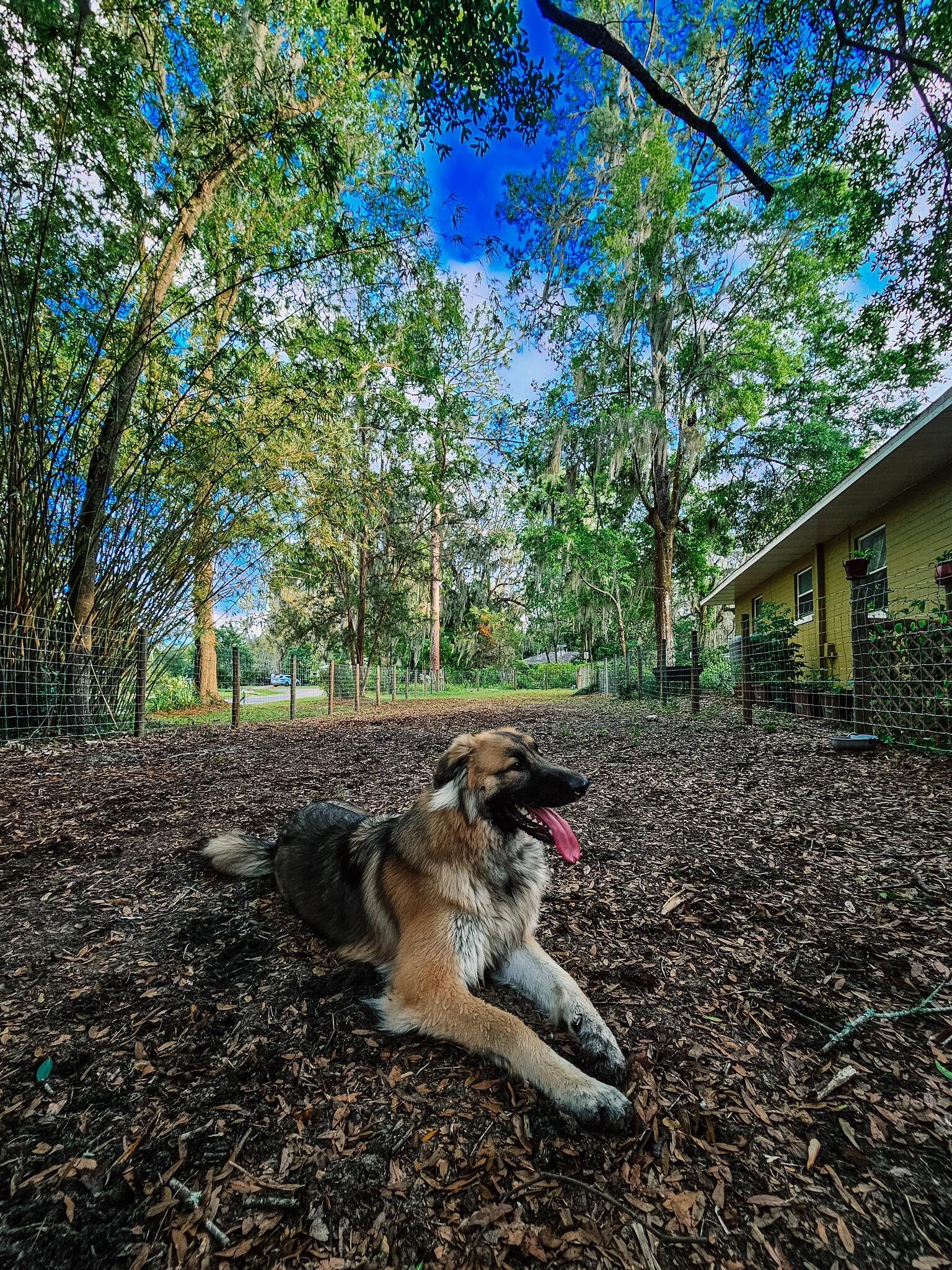 The Zoomie Zone 🐾 🐕 - Gainesville, FL - Nextdoor