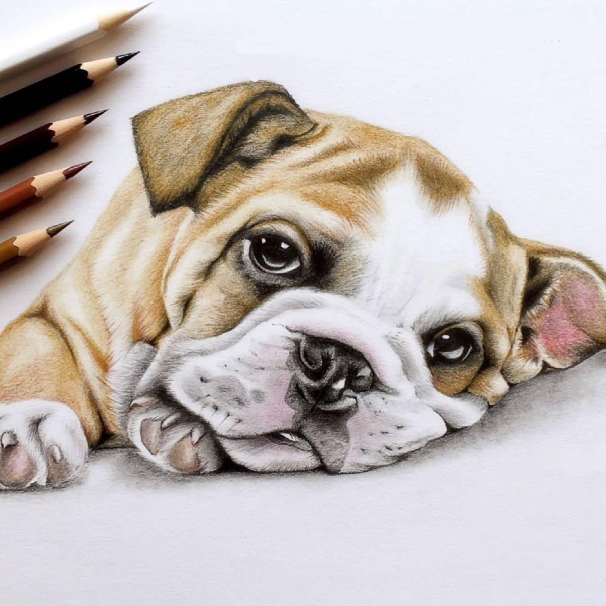 Pet Portrait Artist - Yasmin Merchant - Nextdoor