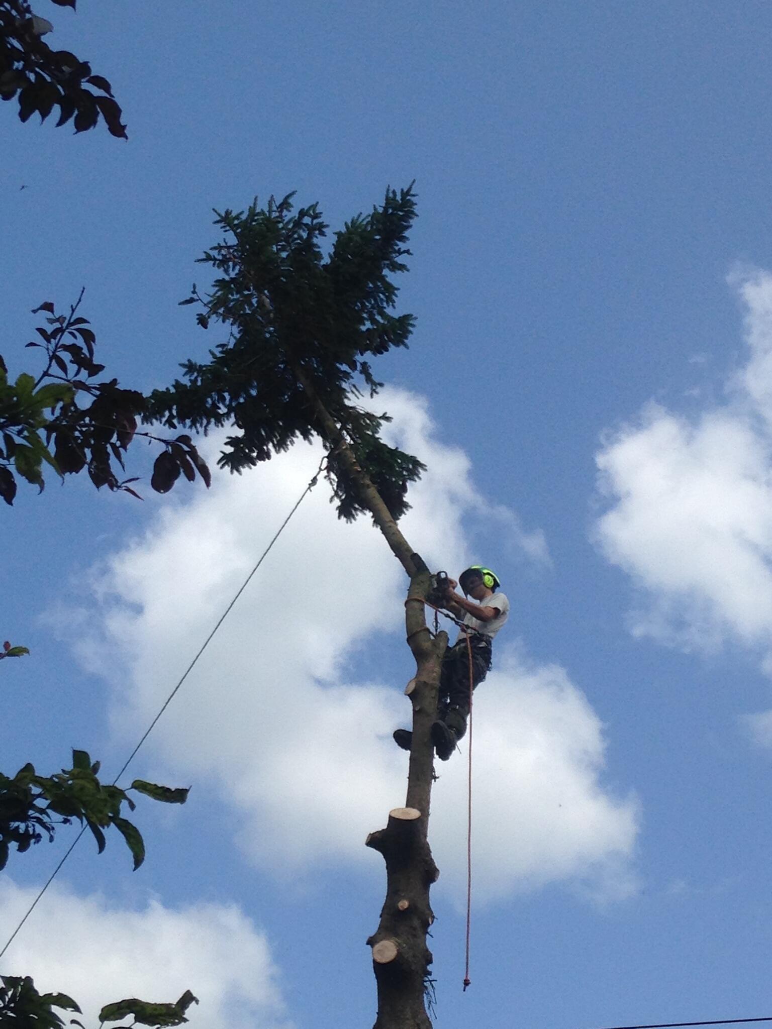 Jack Pomeroy Forestry - Sturminster Newton - Nextdoor