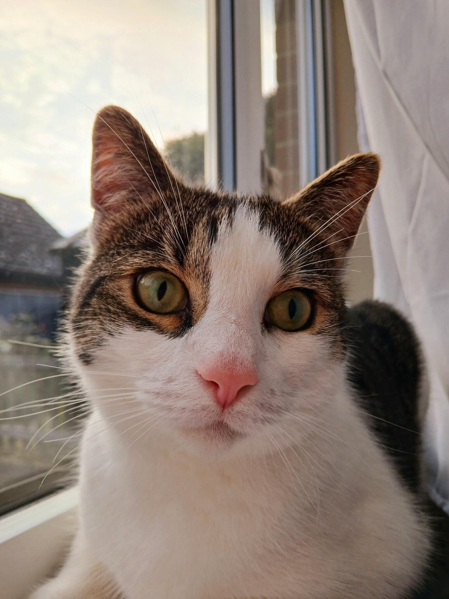 Kate's Pet Care. - Frome, GB-ENG - Nextdoor