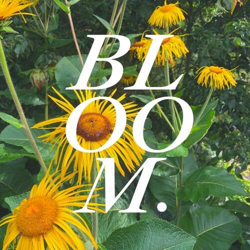 Bloom. - Nextdoor
