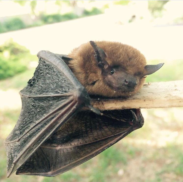 Western Bat Specialists - Olivehurst, CA - Nextdoor