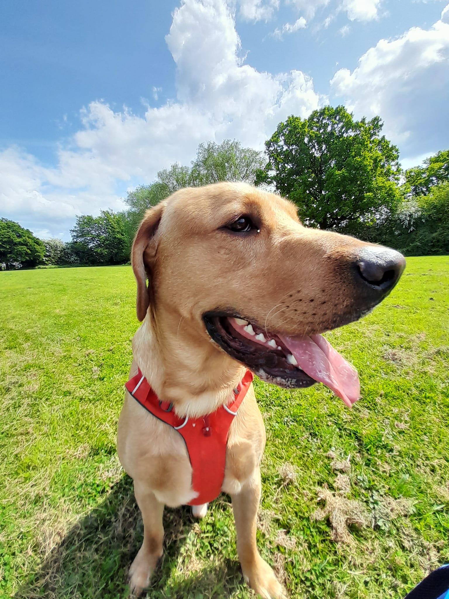 Hightop Hounds - Bristol, GB-ENG - Nextdoor