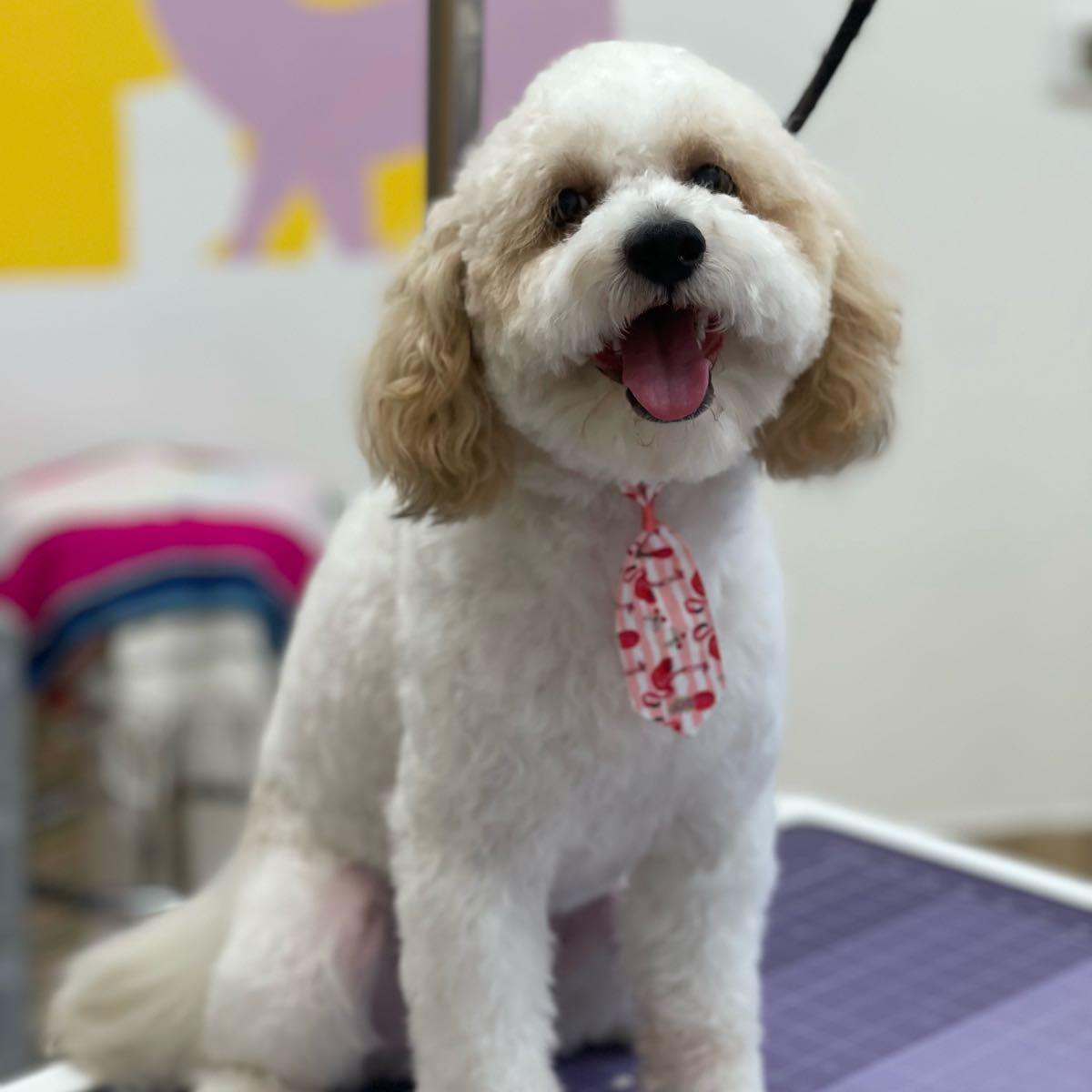 Pawsitively Pampered Grooming Studio - Nextdoor