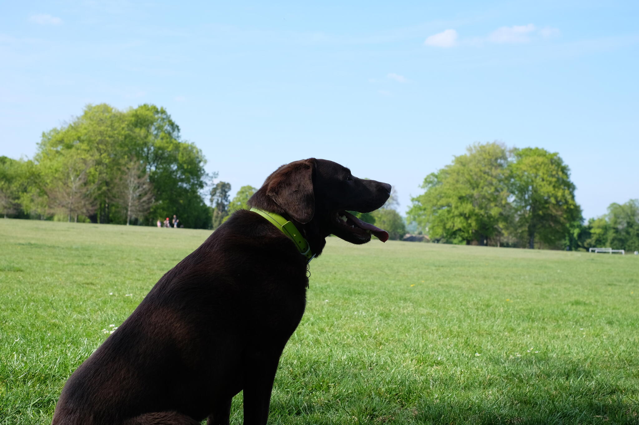Delly's Dog Walking - Nextdoor