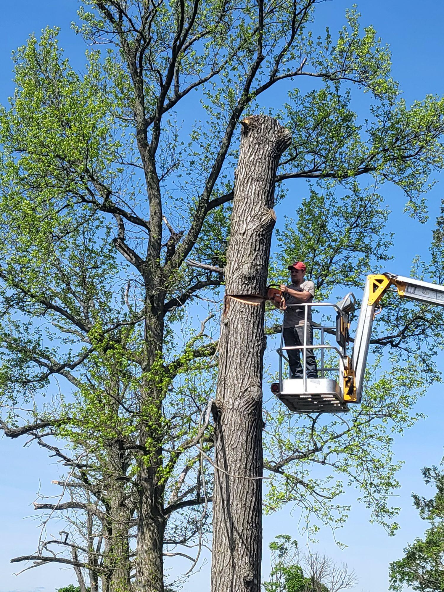 H&S Tree Service - Hanover, PA - Nextdoor