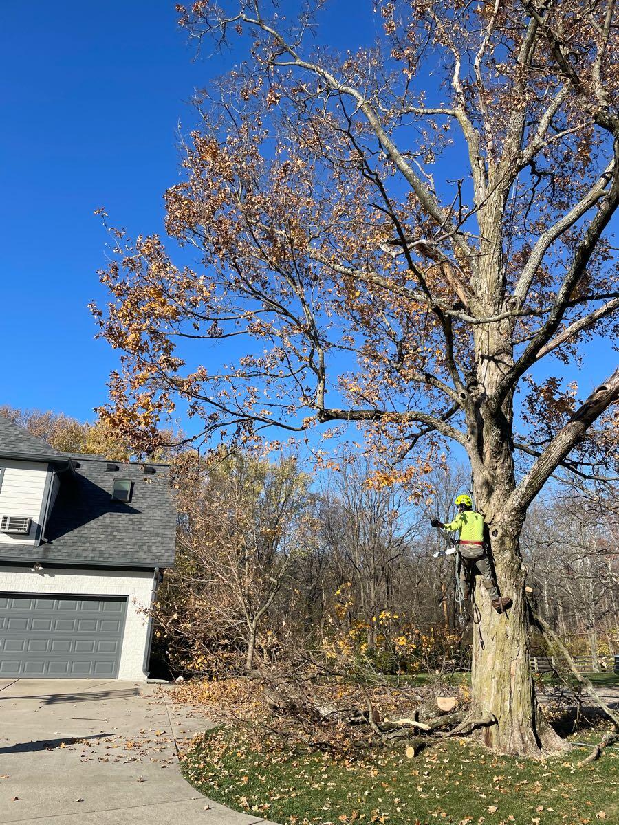Martinez tree service & landscaping Llc - Indianapolis, IN - Nextdoor