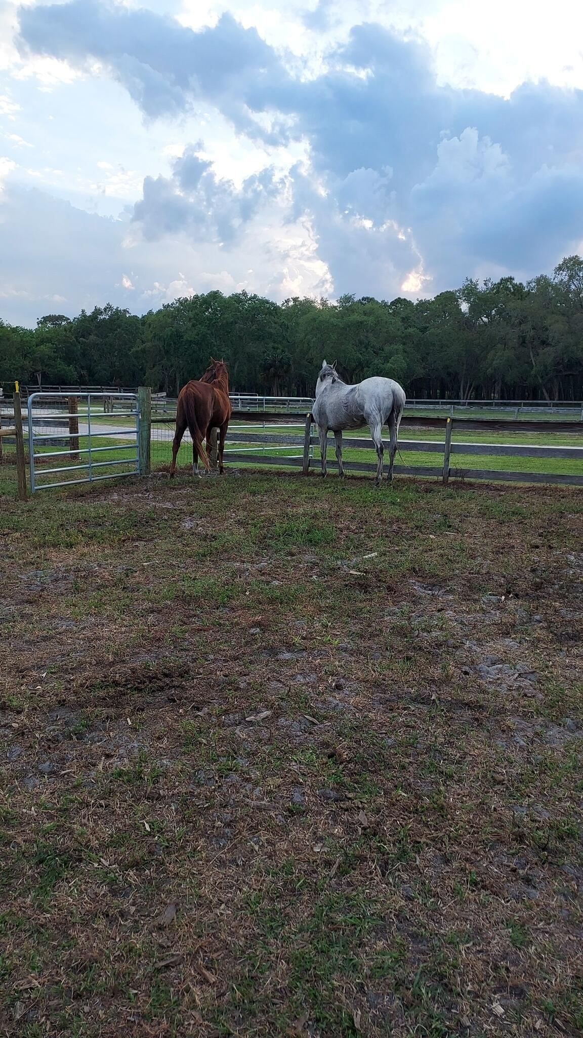 Infinity Equine Curae L.L.C - Sebastian, FL - Nextdoor