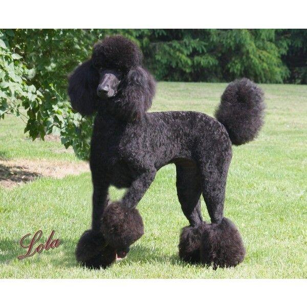 Dazzling Dog Groomers - Tring - Nextdoor