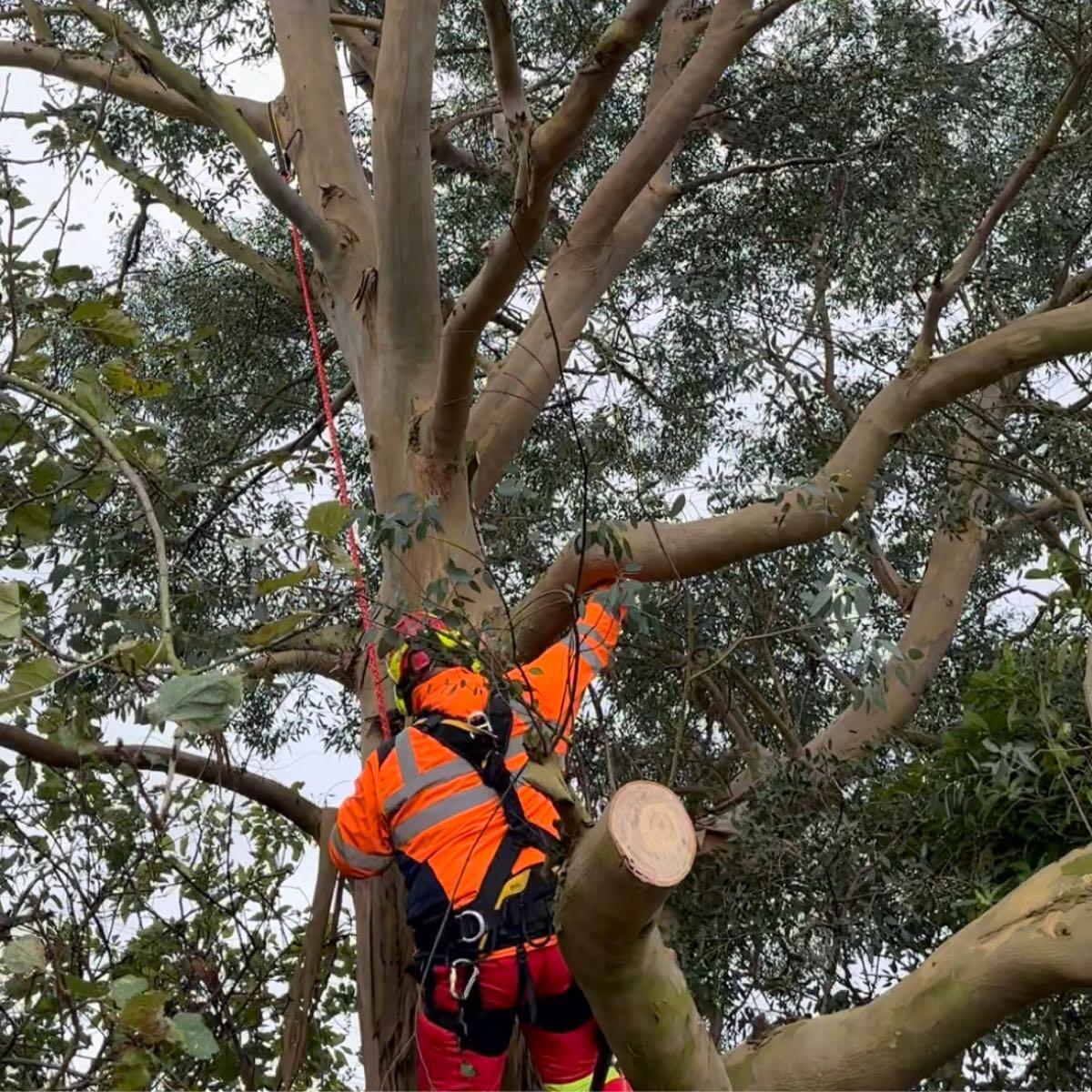 Rangers Tree Care Norfolk - King's Lynn, GB-ENG - Nextdoor
