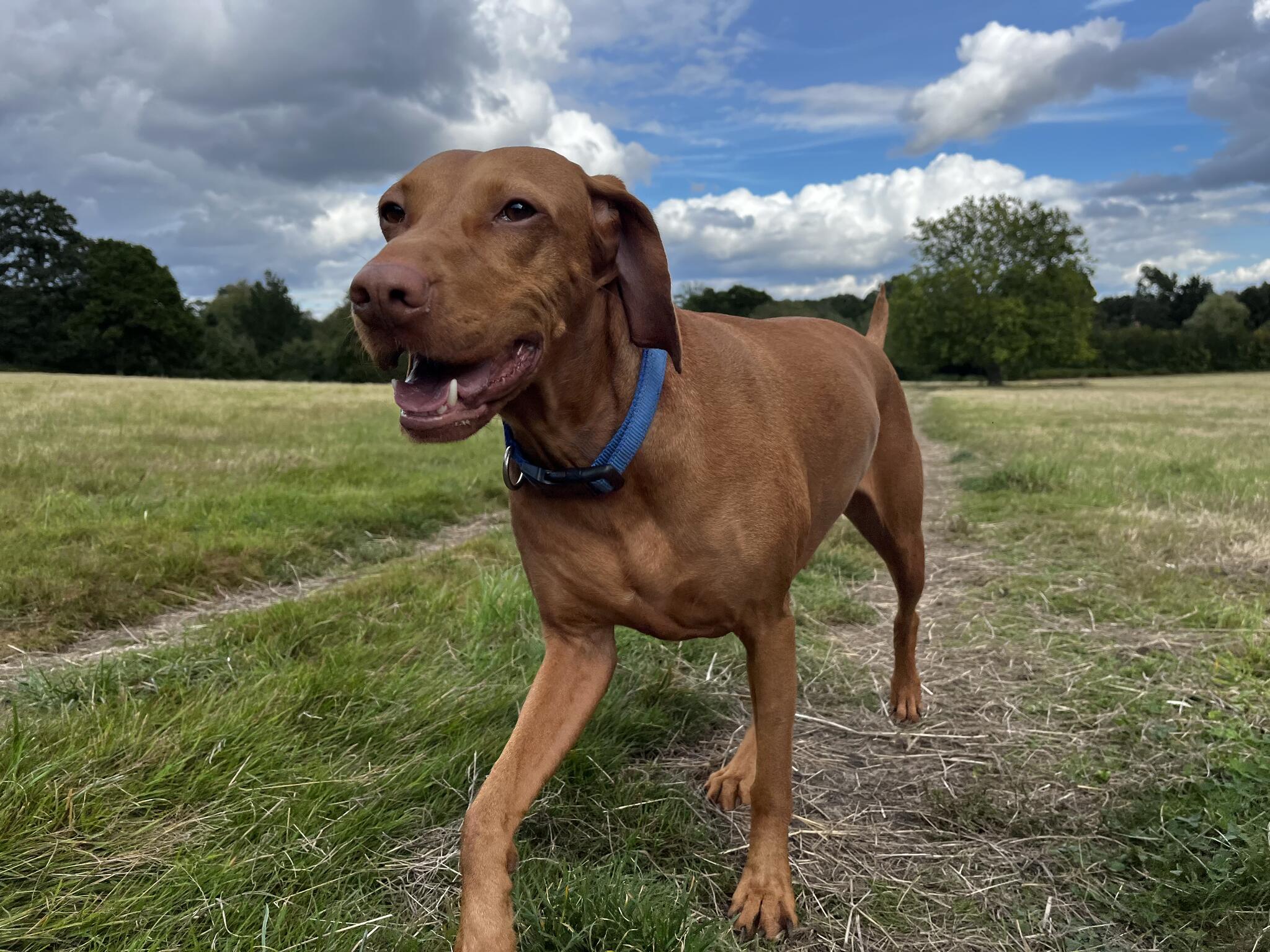 Five Acres Dog Walking Service - Aldershot, GB-ENG - Nextdoor
