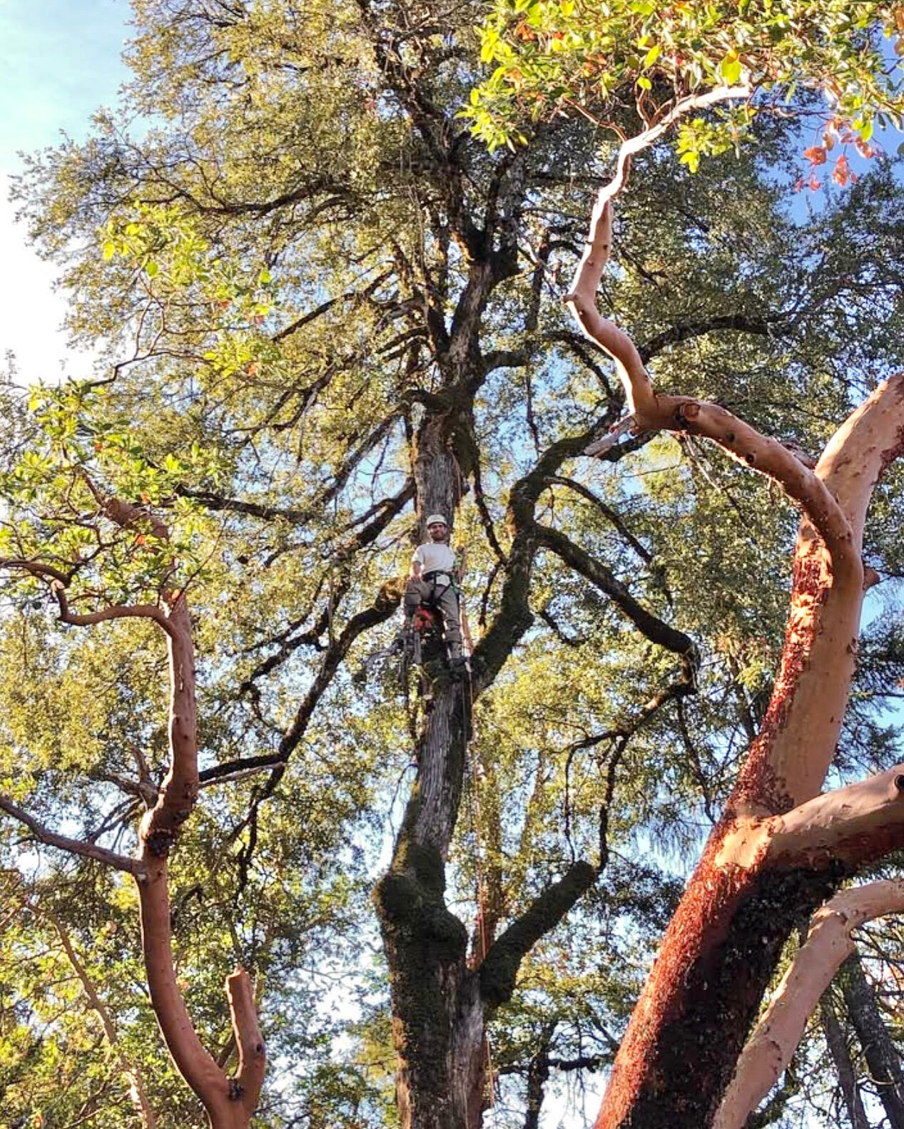 Savannah Tree Service - Savannah, GA - Nextdoor