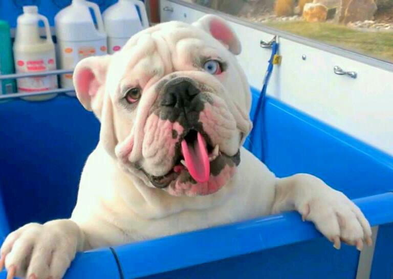 Pooch Mobile - Nextdoor