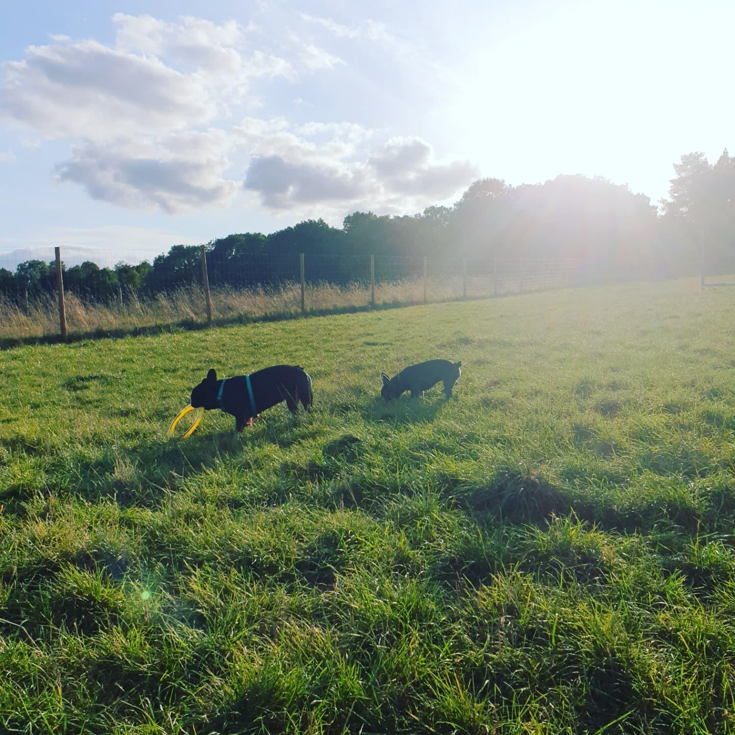 Snuffle Joy - Nextdoor