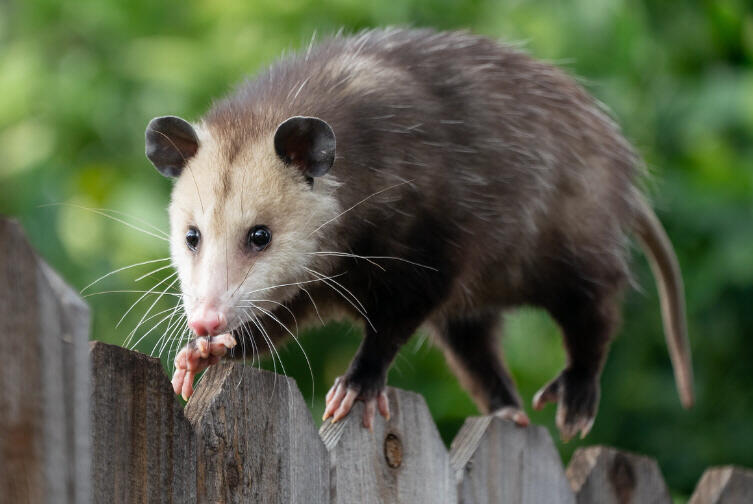 “The Possum: A Silent Hero of the Ecosystem and Its Surprising Benefits ...