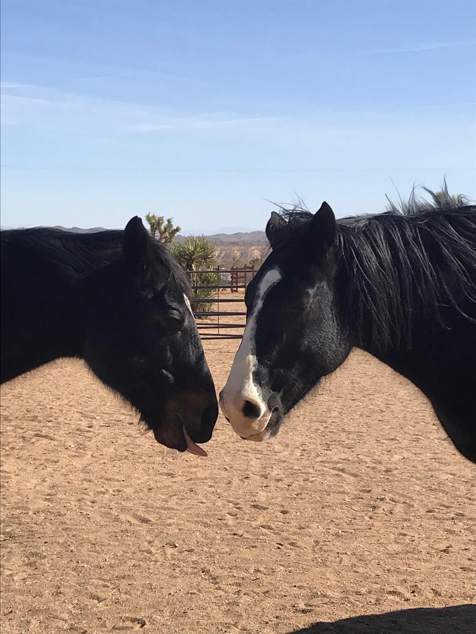 Johnson Valley, Johnson Valley | Everything You Need to Know