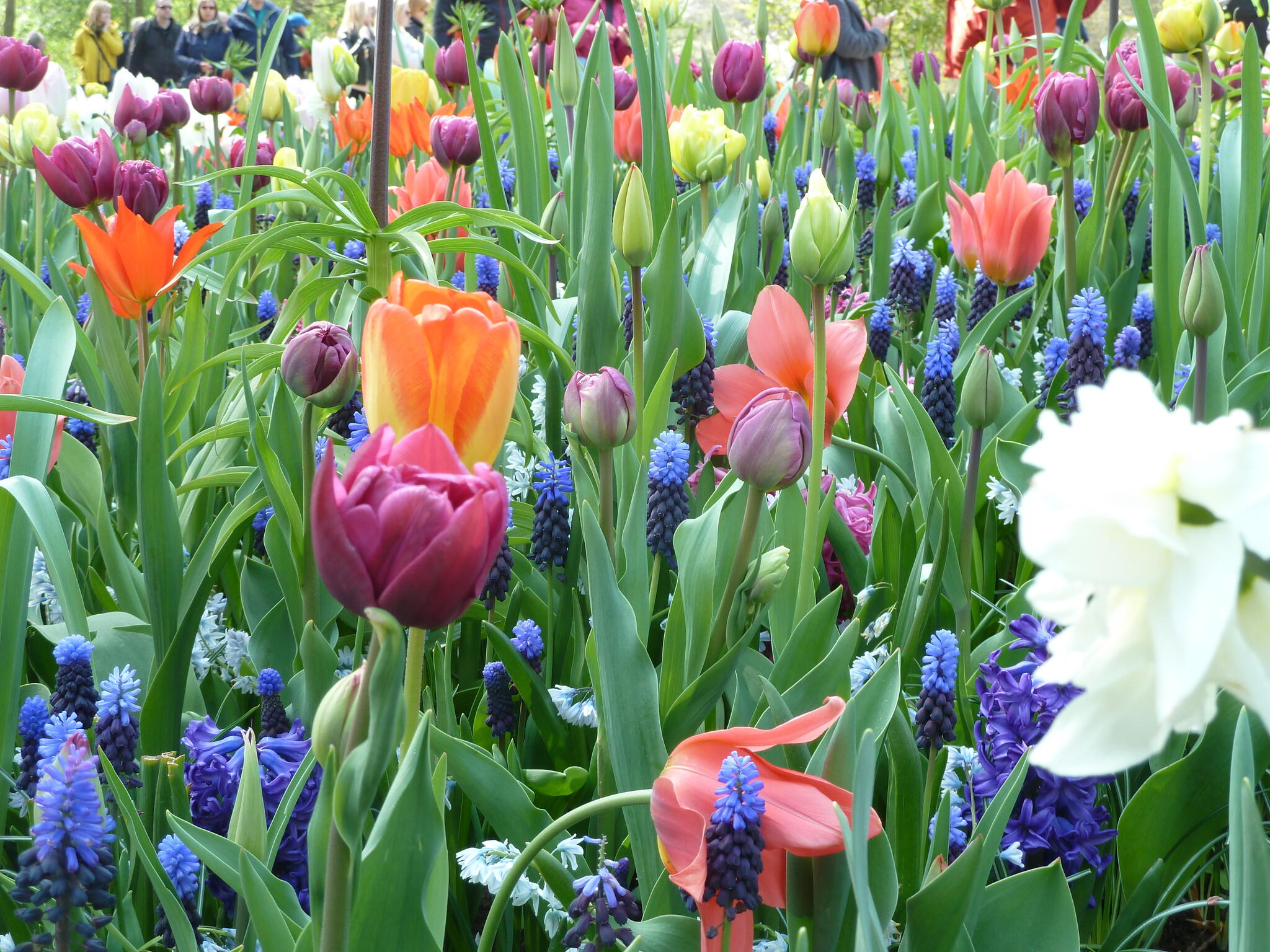 Pinxton, Pinxton | Trick or Treat Map and Everything You Need to Know