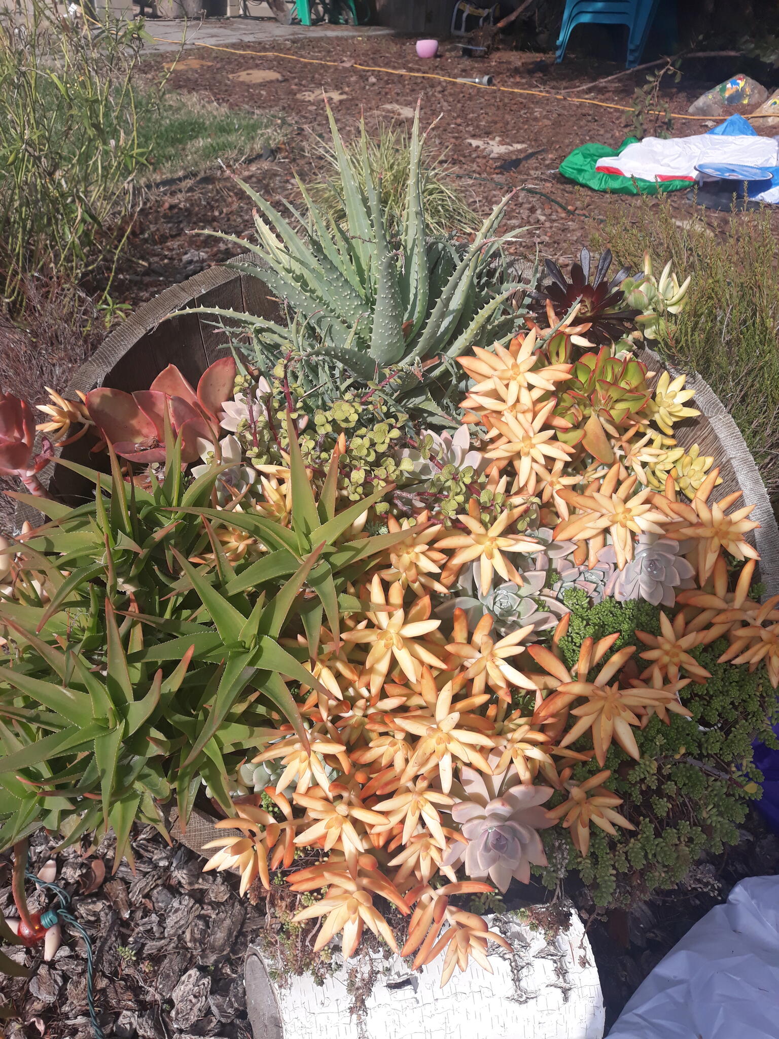 Elverta Hood, Elverta | Everything You Need to Know