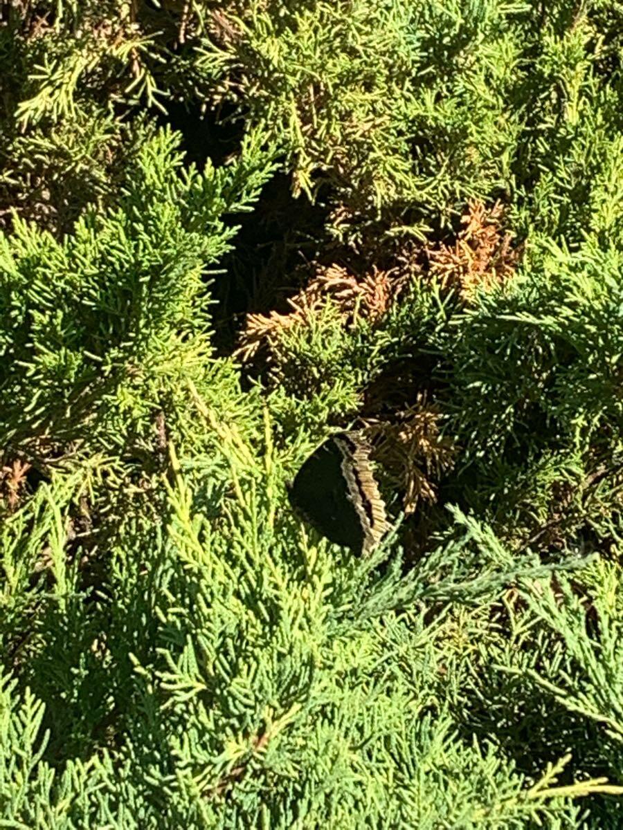 Rattlesnake, Missoula | Everything You Need to Know