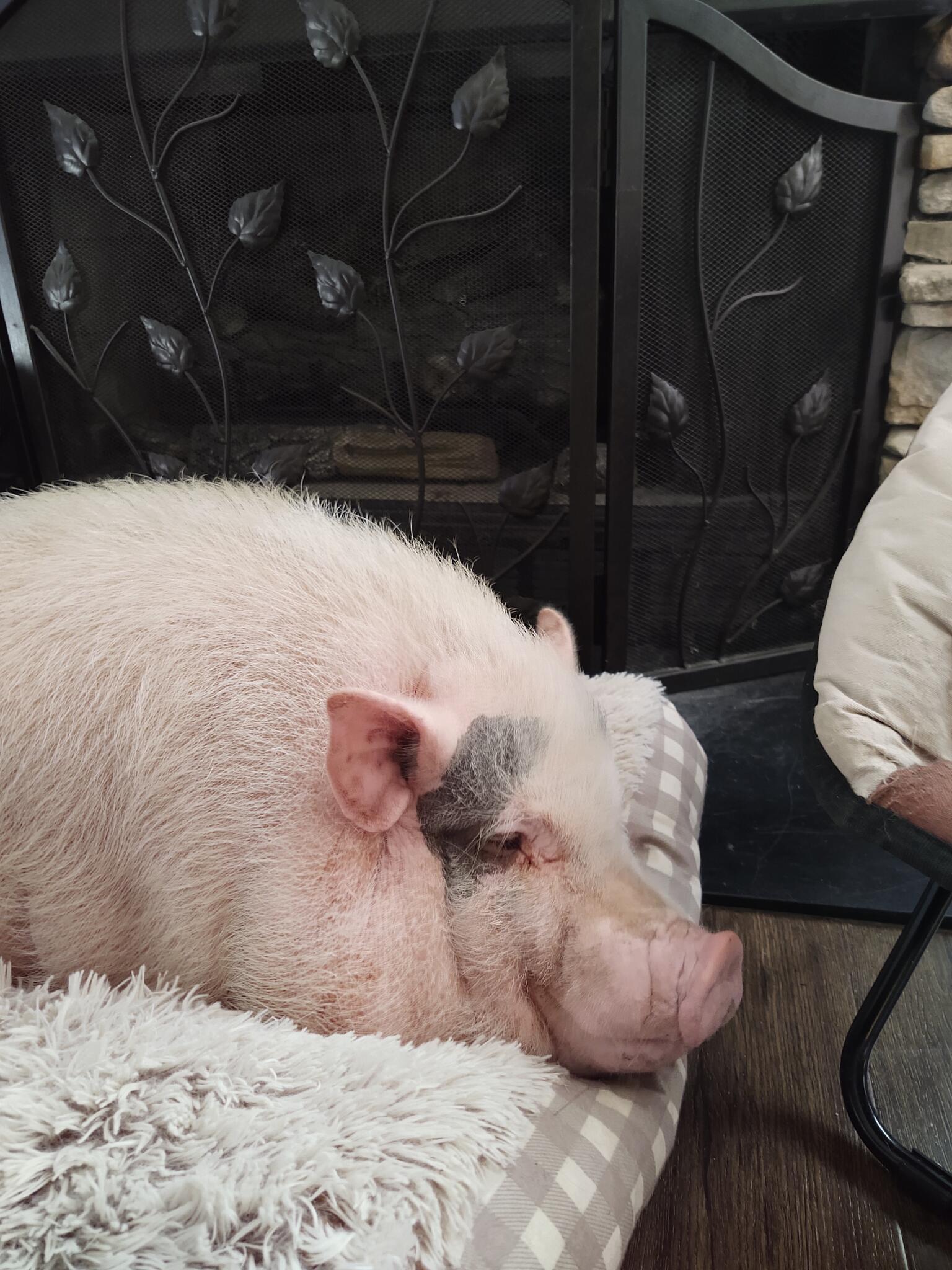 Gerton, Gerton | Trick or Treat Map and Everything You Need to Know