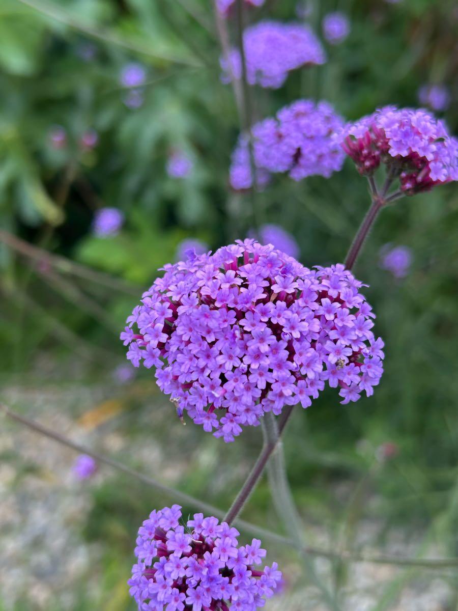 Lisvane, Cardiff | Everything You Need to Know