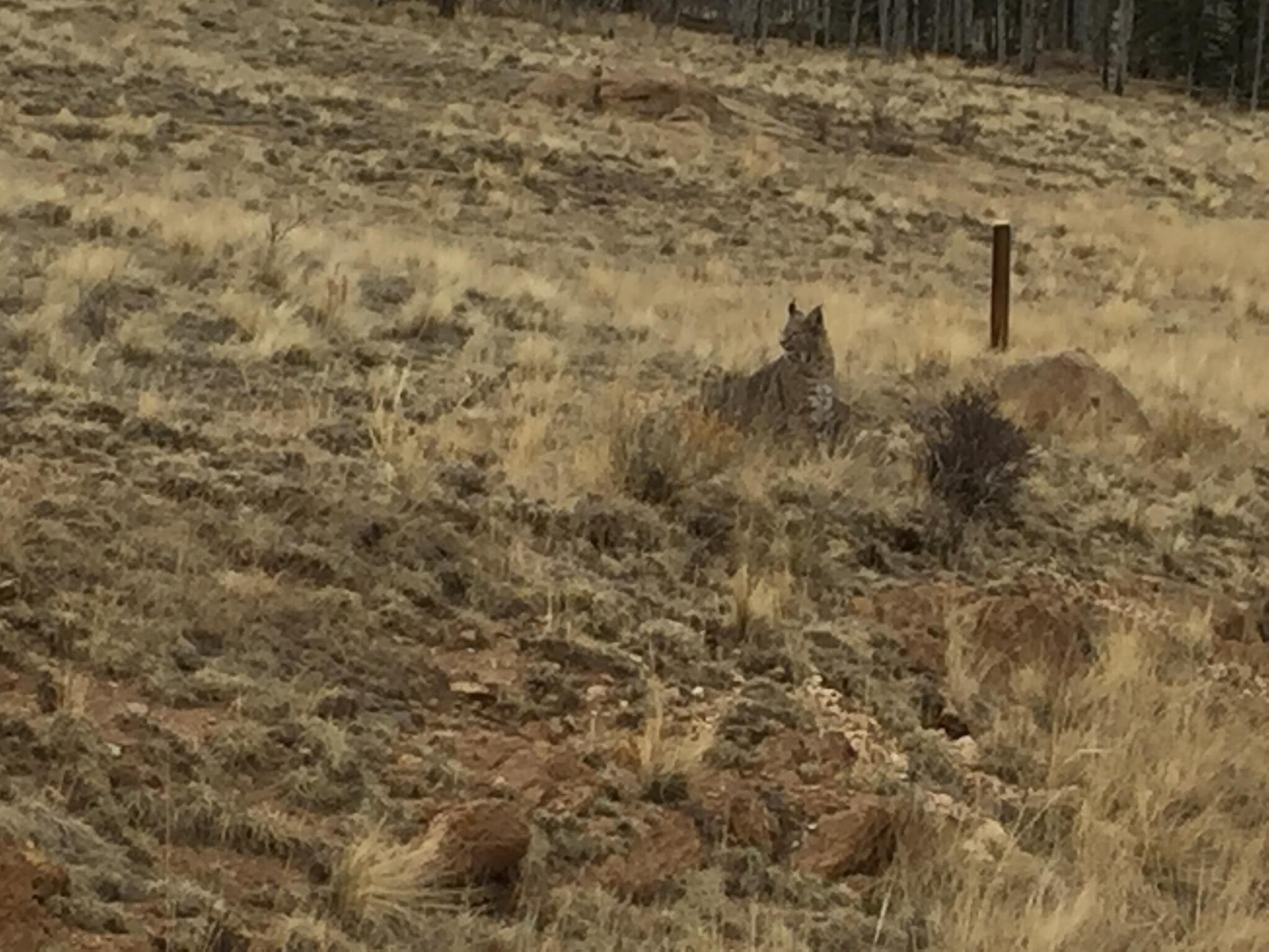 Shadow Mountain, Conifer | Everything You Need to Know