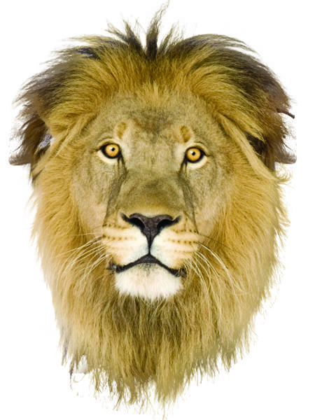 The Electric Lion - Oak Park, CA - Nextdoor