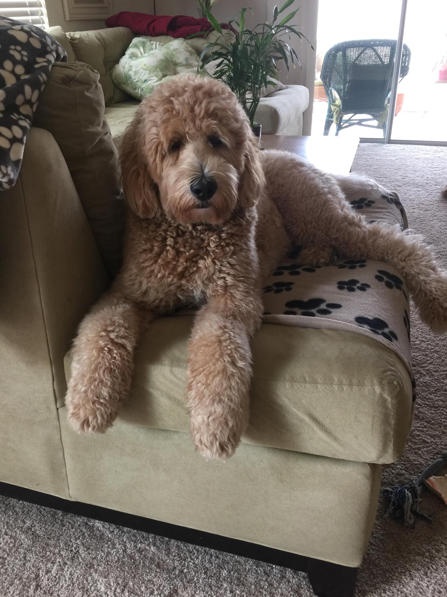 Howdy Doodle Pet Services - Nextdoor