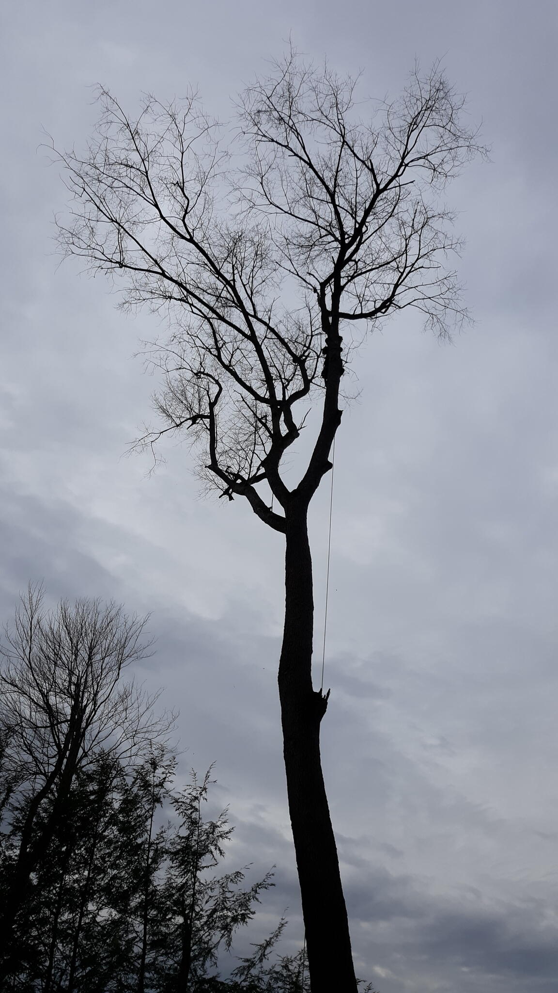 AC Landscaping & Tree Service - Massillon, OH - Nextdoor