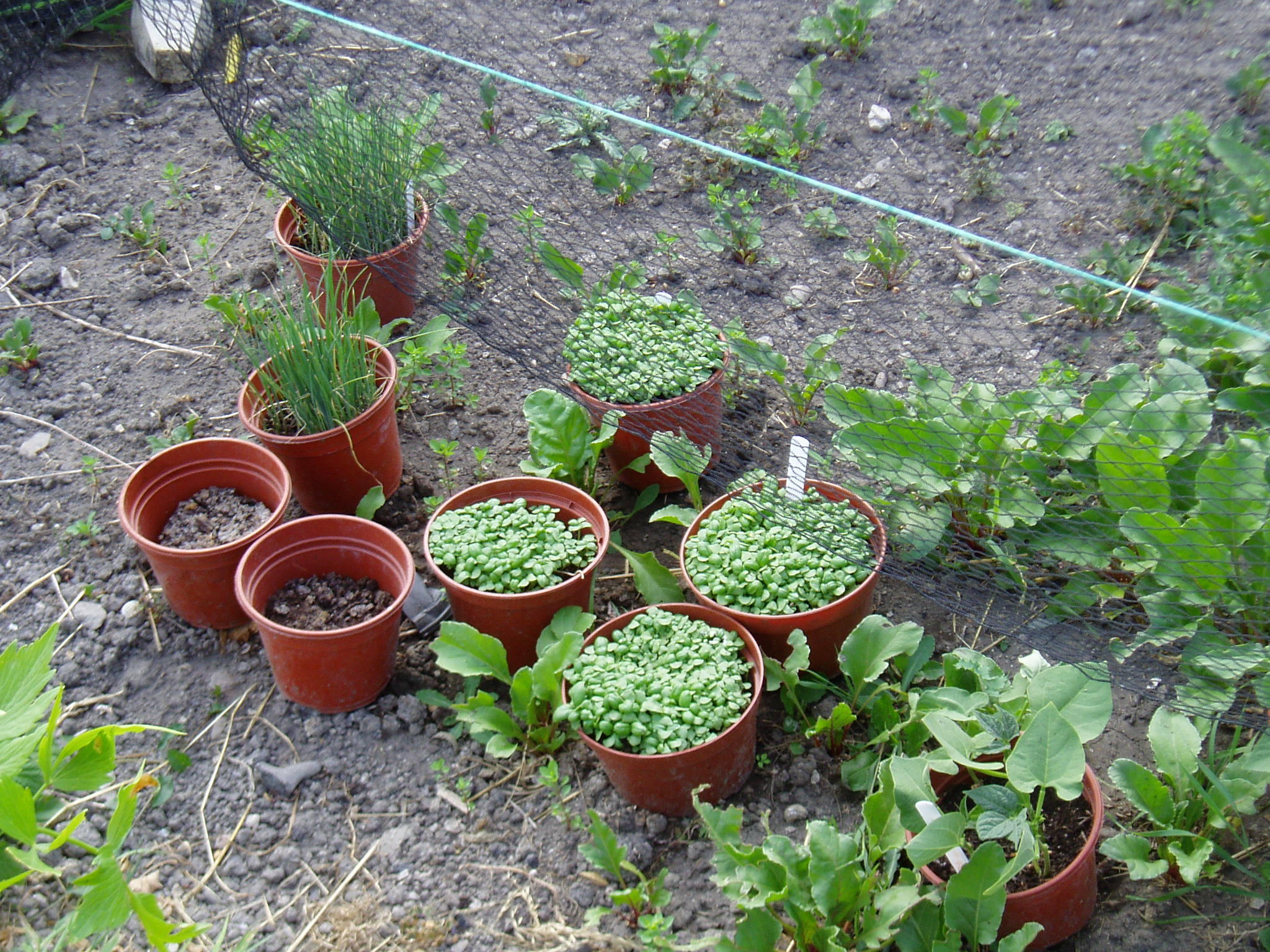 Gardens Evolve : Gardening small scale garden design - Warminster ...