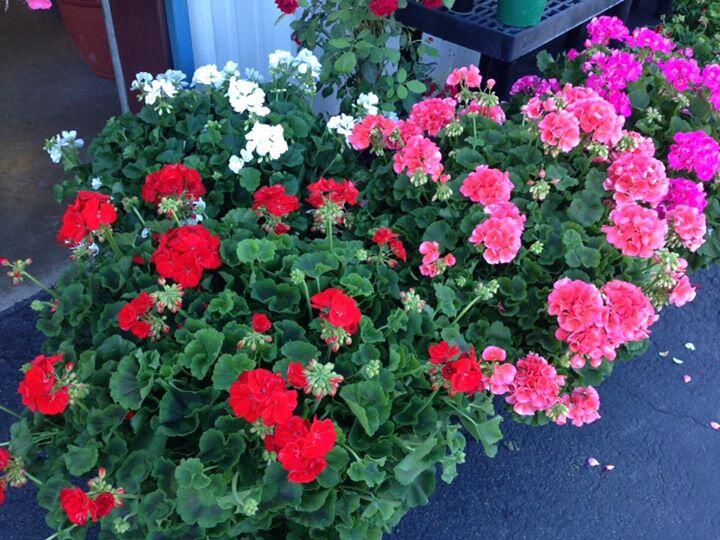 Rillito Nursery & Garden Center - Tucson, AZ - Nextdoor