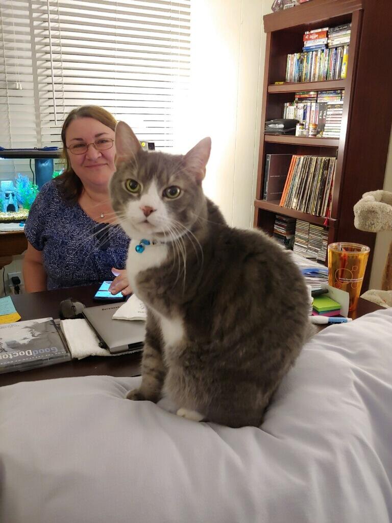 The Cat Nanny - Nextdoor