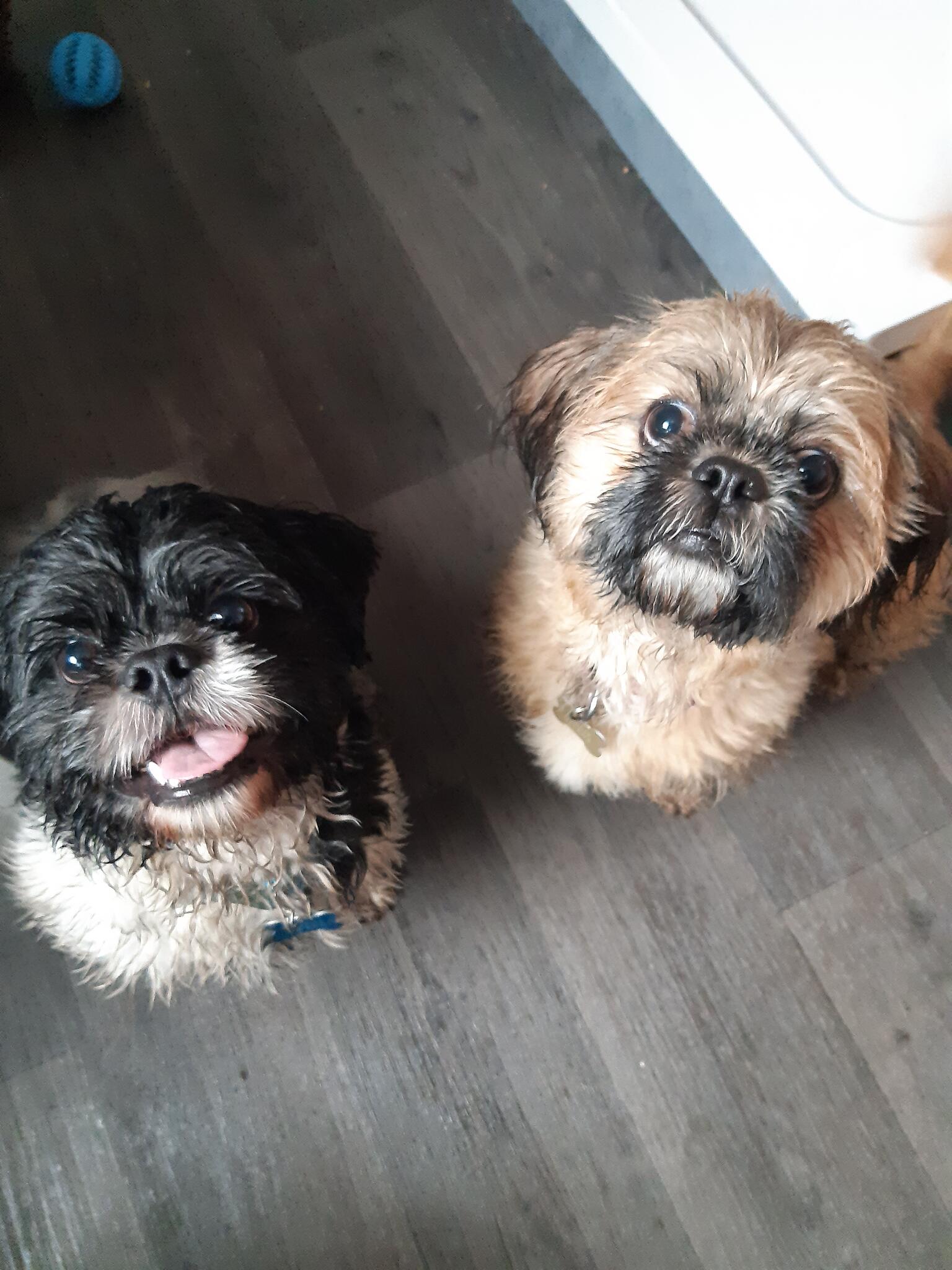 Dogs and DIY by Heather - CoppullChorley - Nextdoor