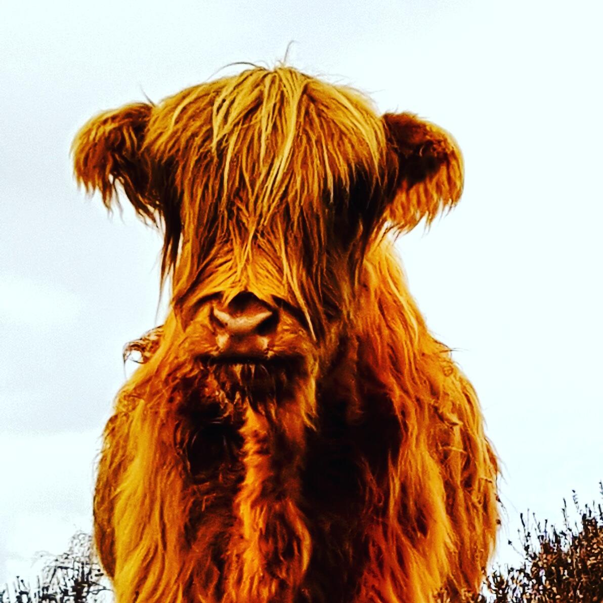 Gingernut Graphics - Nextdoor