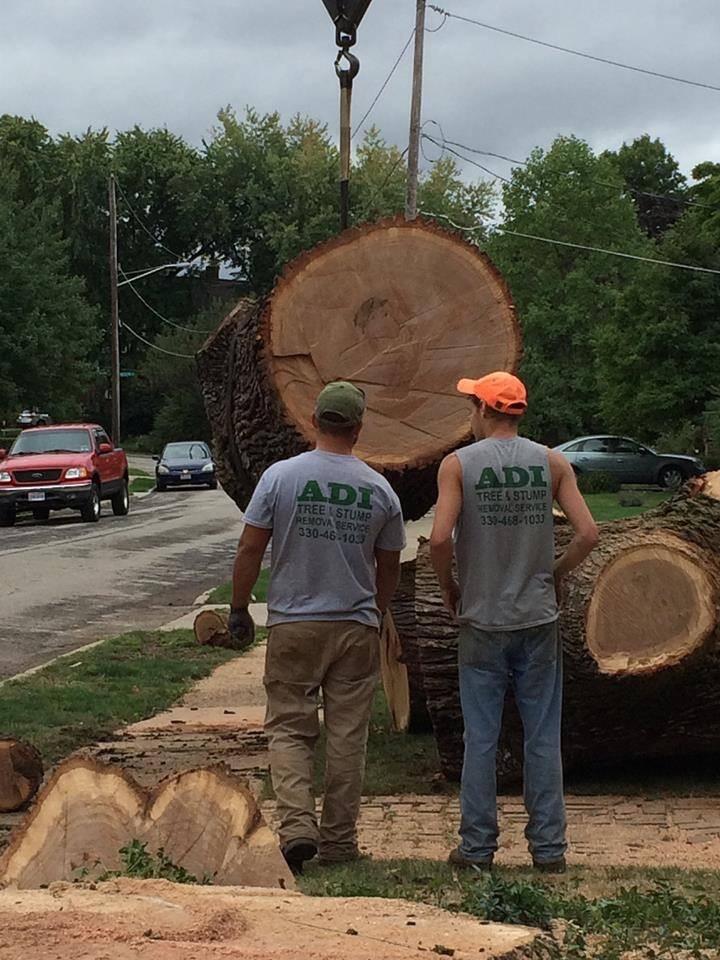 Adi Tree And Stump Removal - Parma, OH - Nextdoor