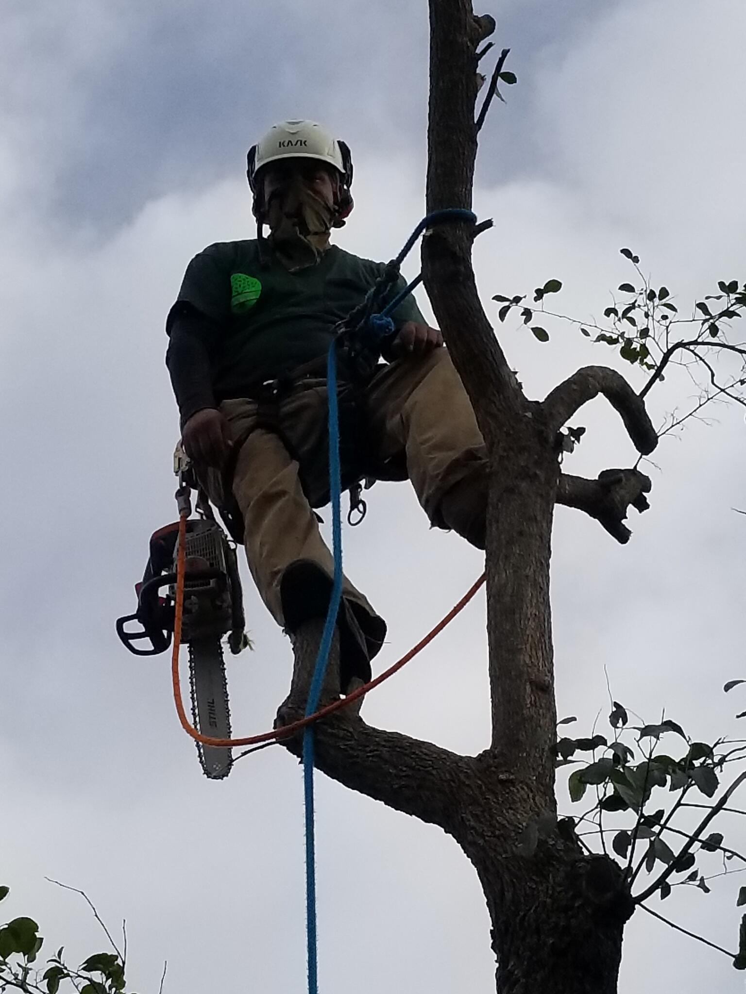 Metropolitan Tree And Lawn Services - San Antonio, TX - Nextdoor