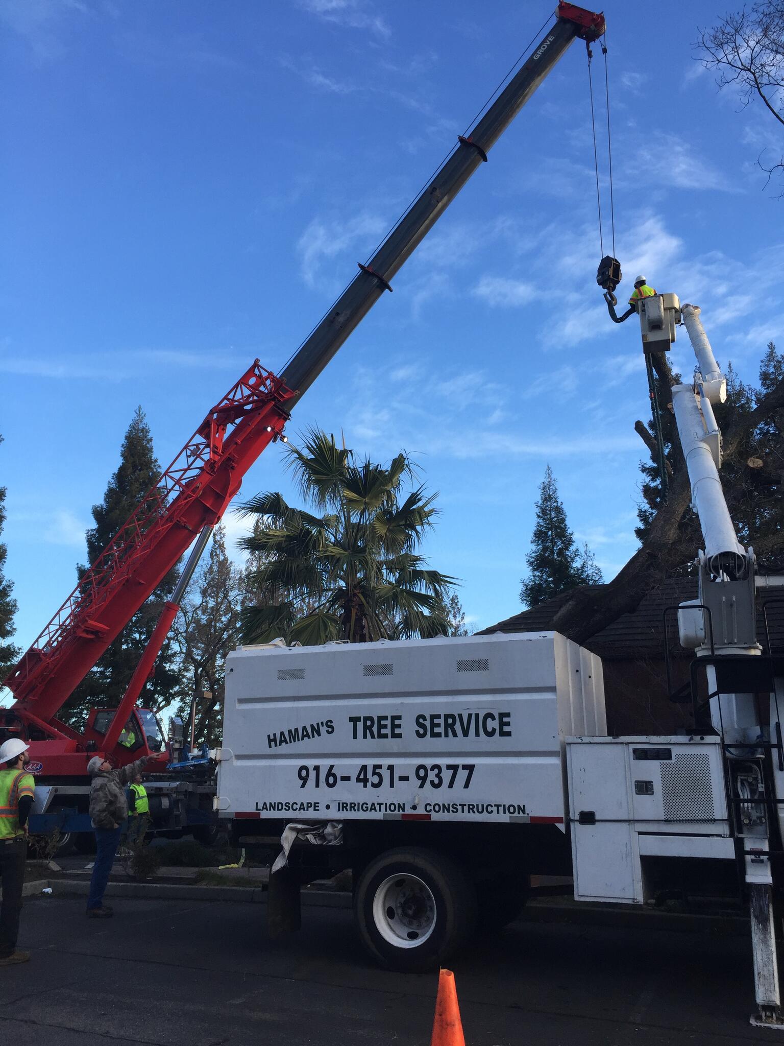 Haman Tree Service - Sacramento, CA - Nextdoor