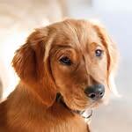 Cobb County Animal Services - 11 updates — Nextdoor — Nextdoor