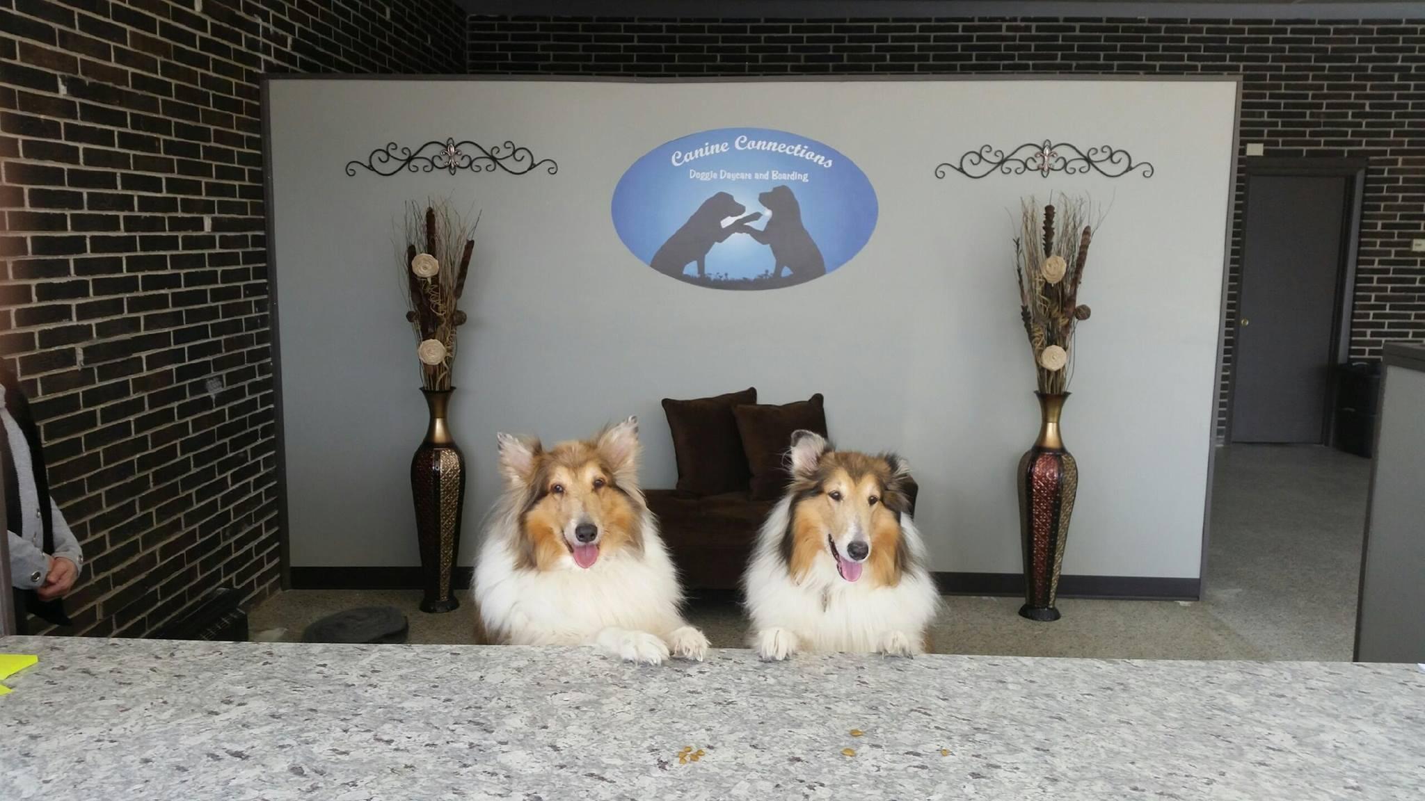 Canine Connections - Villa Park, IL - Nextdoor