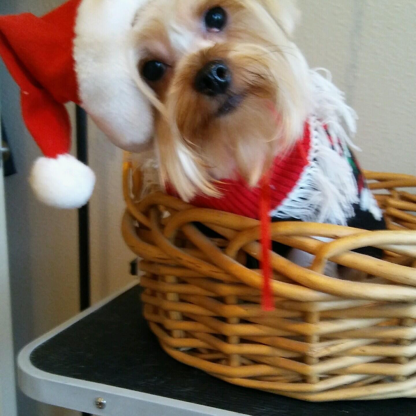 Tiny Paws - San Antonio, TX - Nextdoor