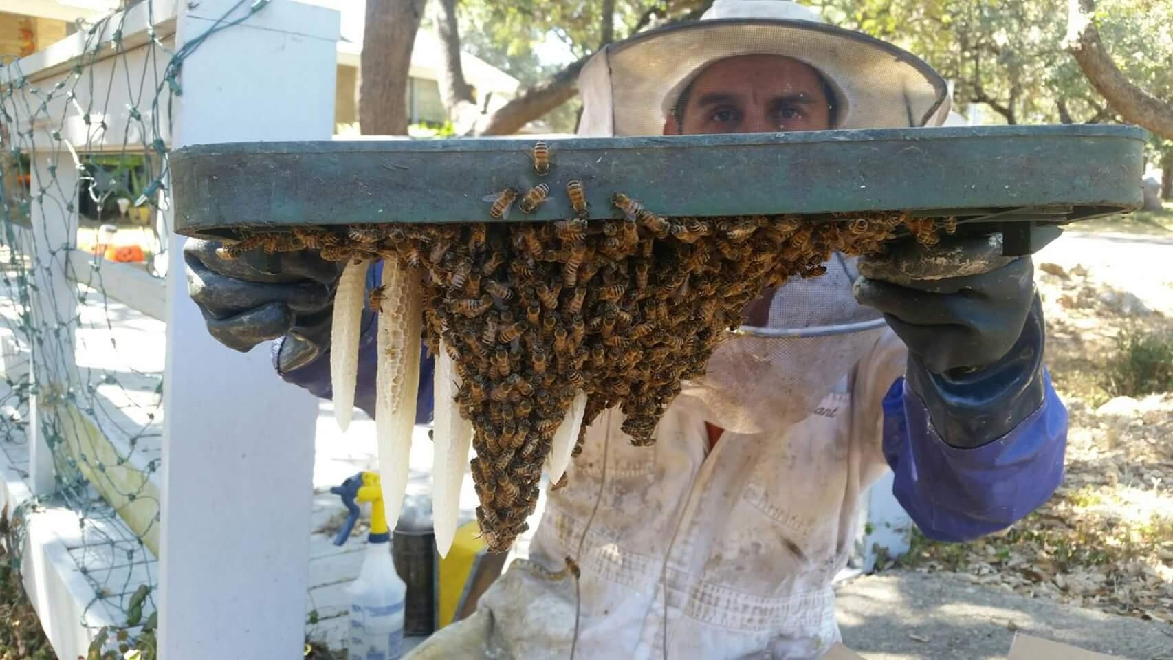 Texas Bee Removal - Houston, TX - Nextdoor