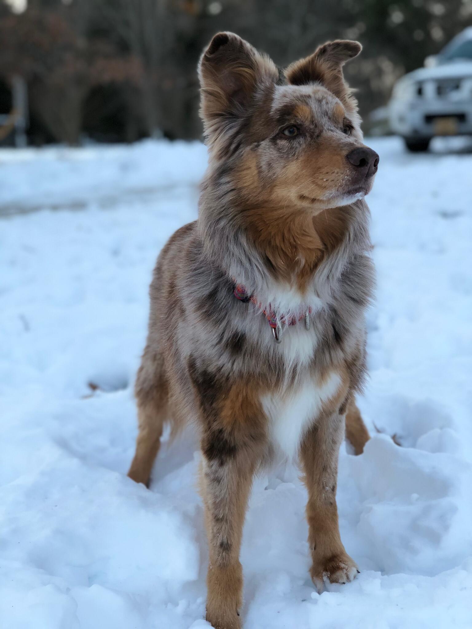 Addie Kier - Pet Sitter/ Dog Walker - Nextdoor