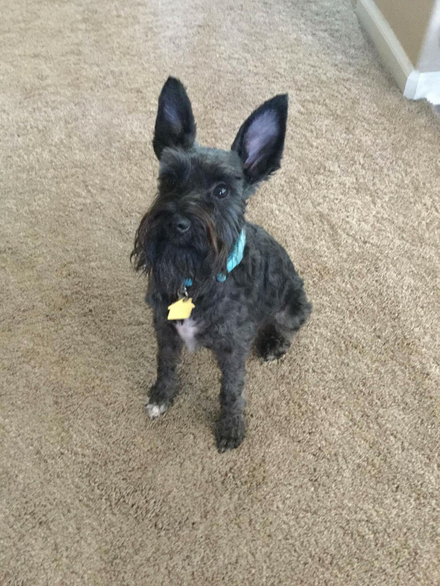 Kelly's Animal Care & Housesitting - Shasta Lake, CA - Nextdoor