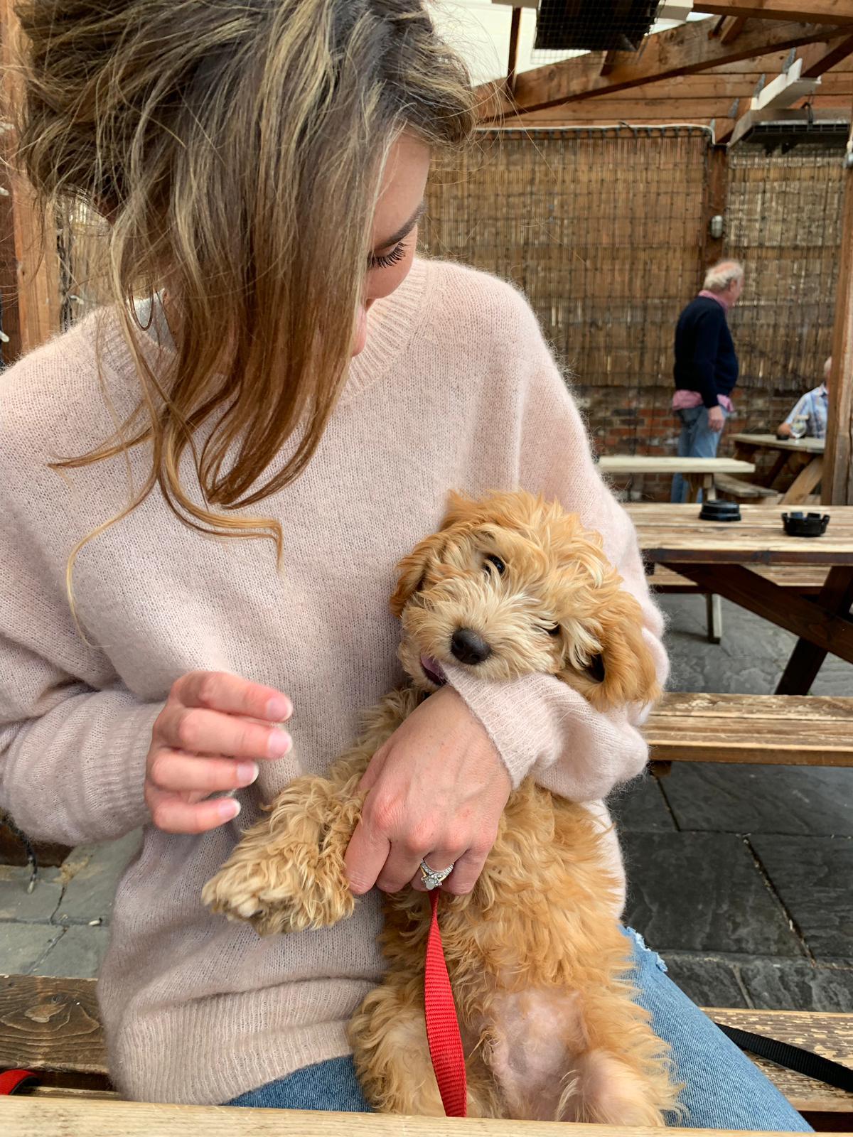 Hairy Poppins Dog Walking (Kate Griffin) - Guildford - Nextdoor