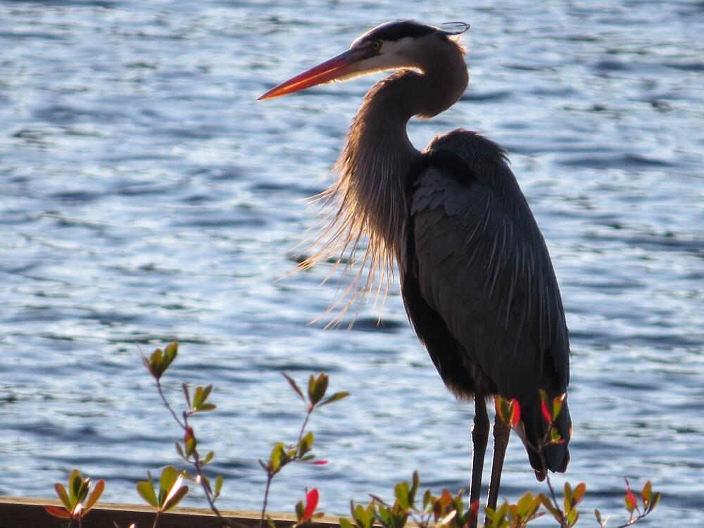 City of Boiling Spring Lakes - 389 updates — Nextdoor — Nextdoor